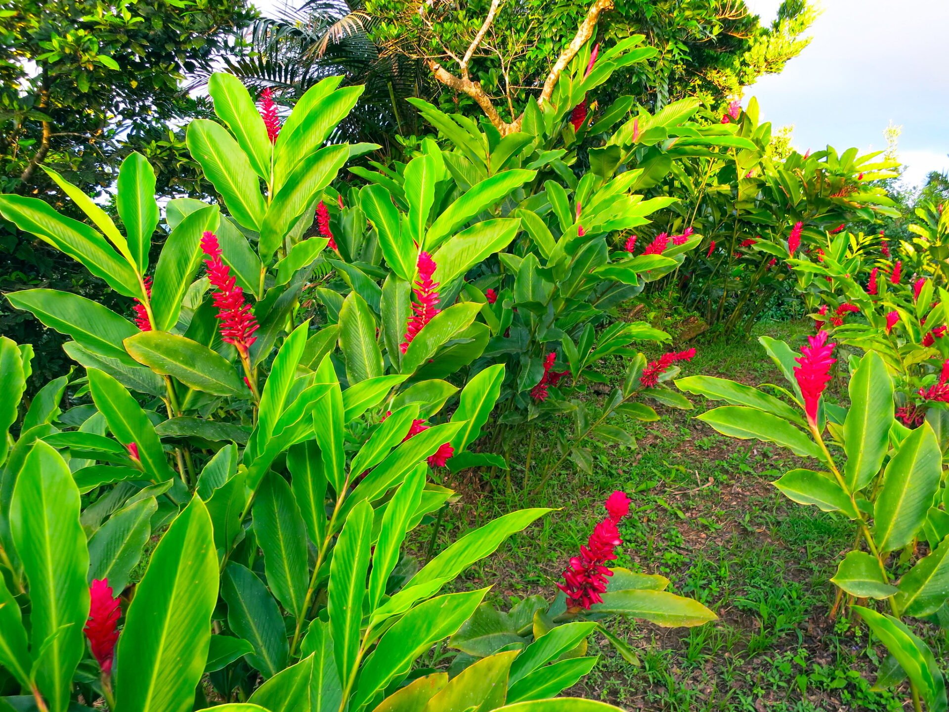 Como Cultivar Alpínia Em Casa: Dicas Práticas!