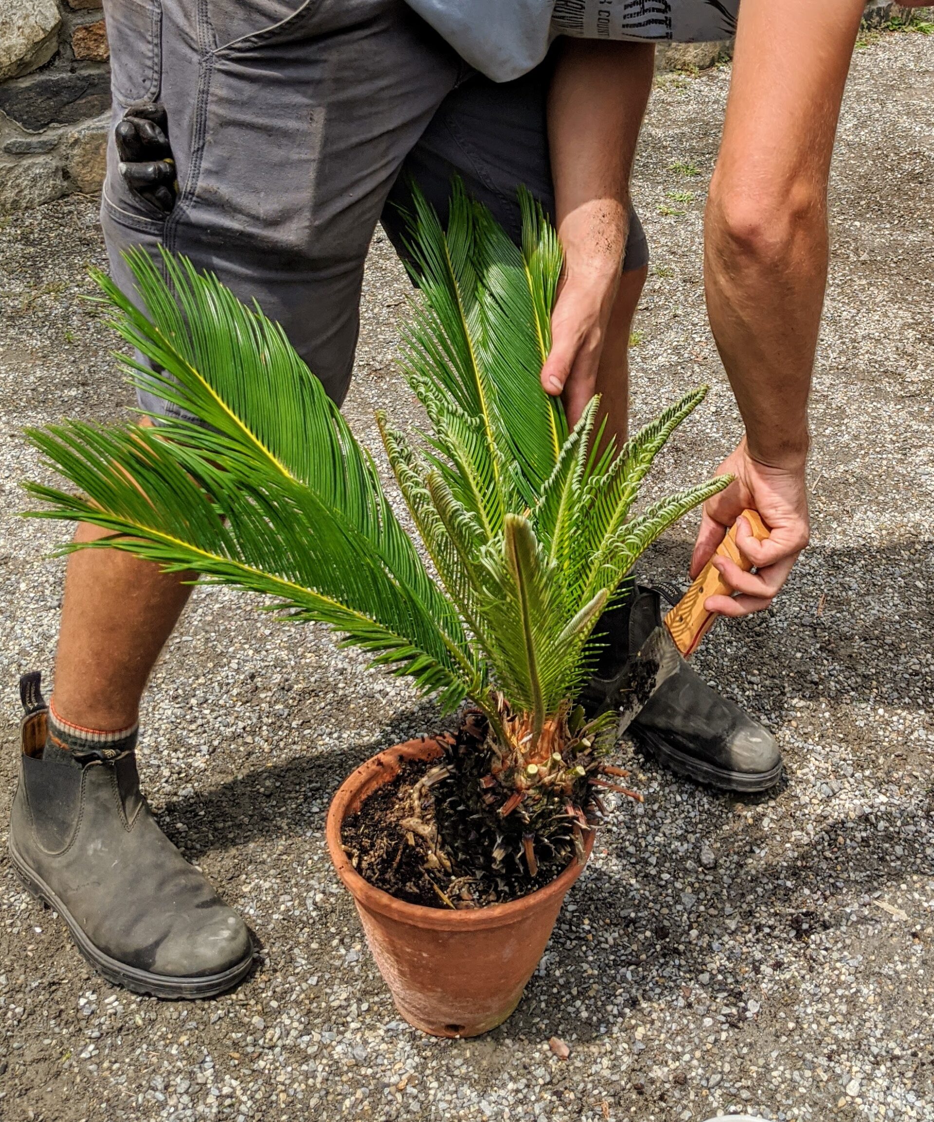 Cica: Guia Completo Para Cultivar E Cuidar Da Planta
