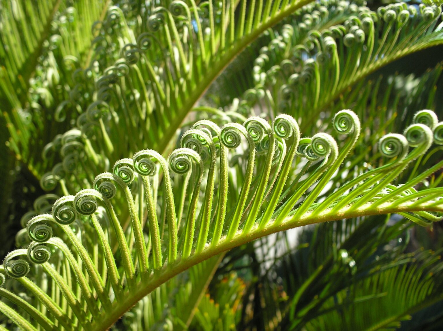 Cica: Guia Completo Para Cultivar E Cuidar Da Planta
