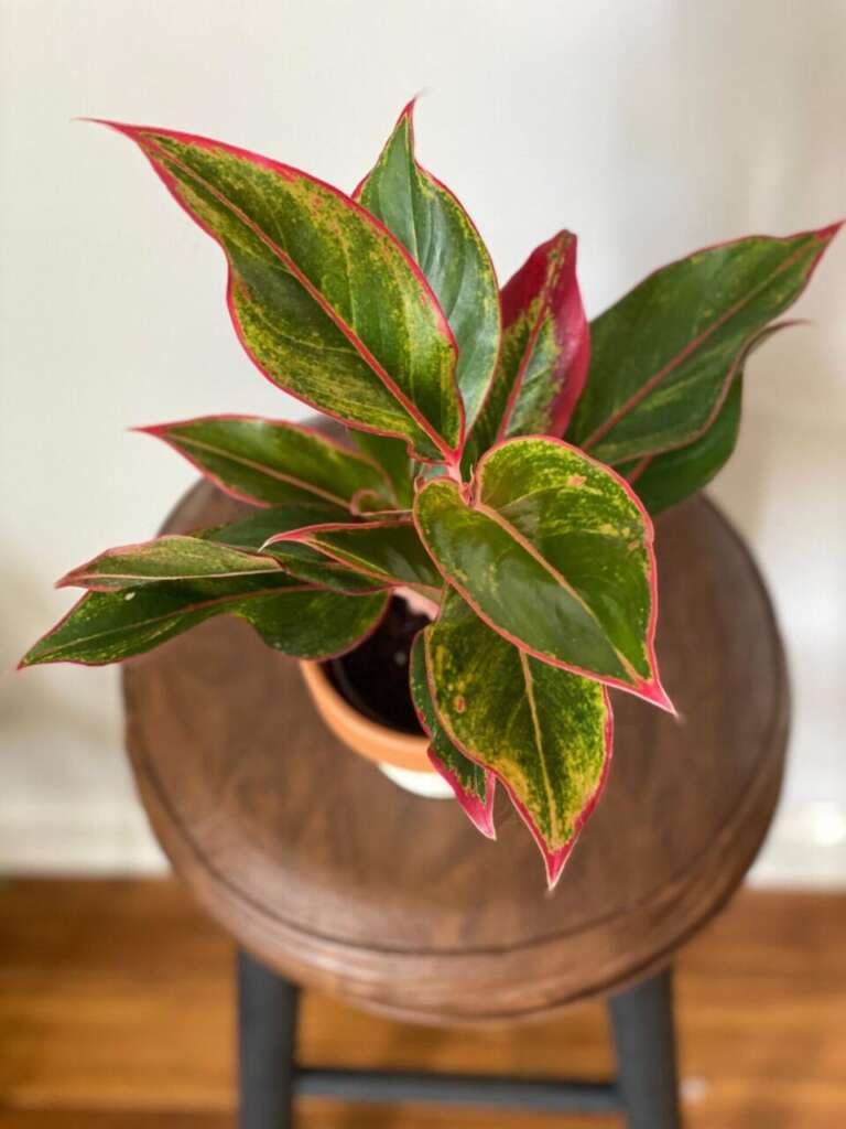 Como Cuidar Da Aglaonema: Planta Resistente E Fácil Cultivo