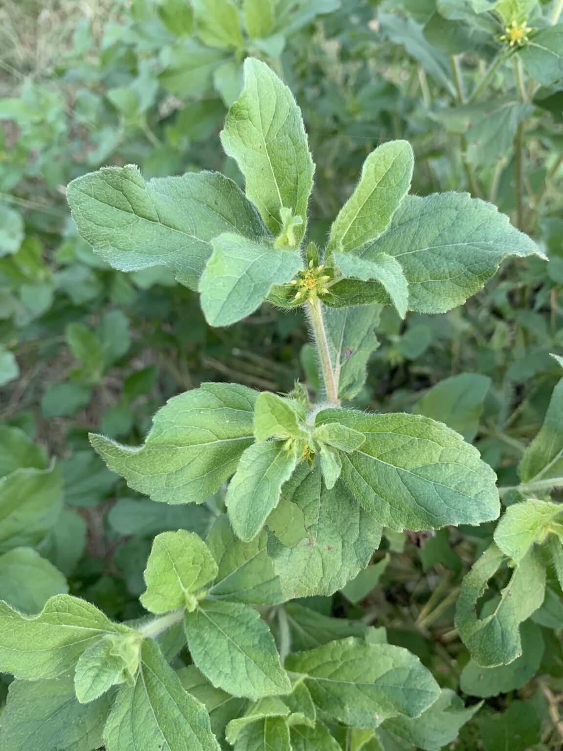 17 Plantas Indicadoras De Problemas No Solo
