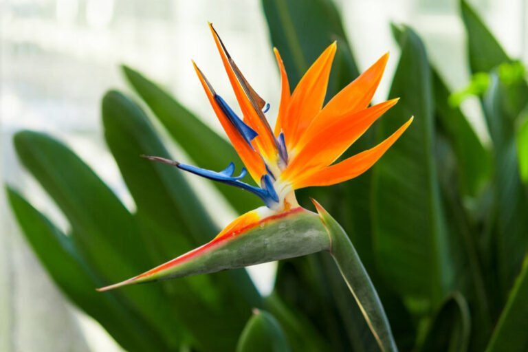 Como Cultivar Estrelícia: Tudo O Que Você Precisa Saber