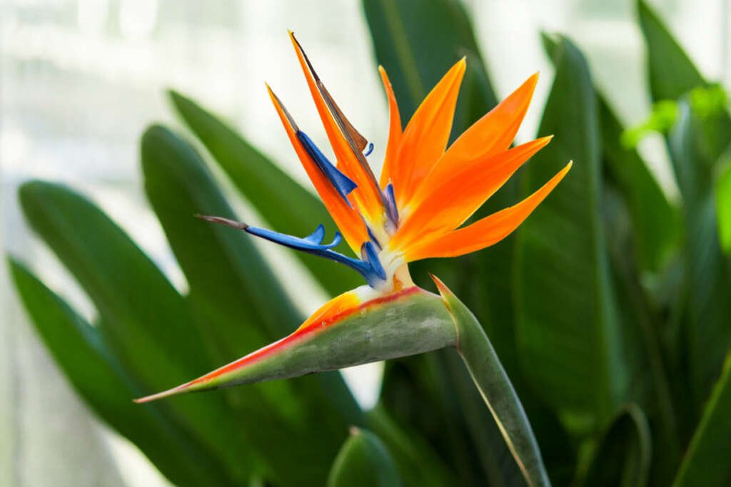 Como Cultivar Estrelícia: Tudo O Que Você Precisa Saber