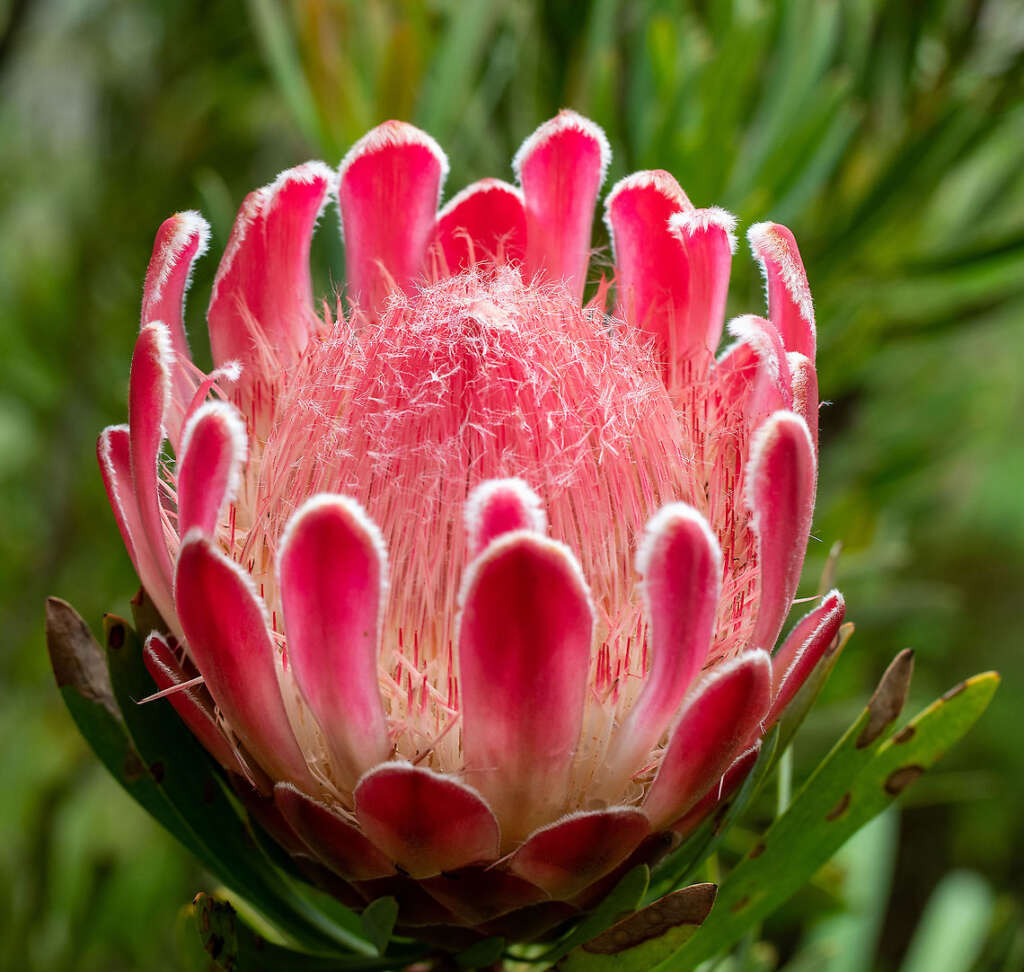 Como Cultivar Protea: Flor Exótica Que Encanta Jardineiros