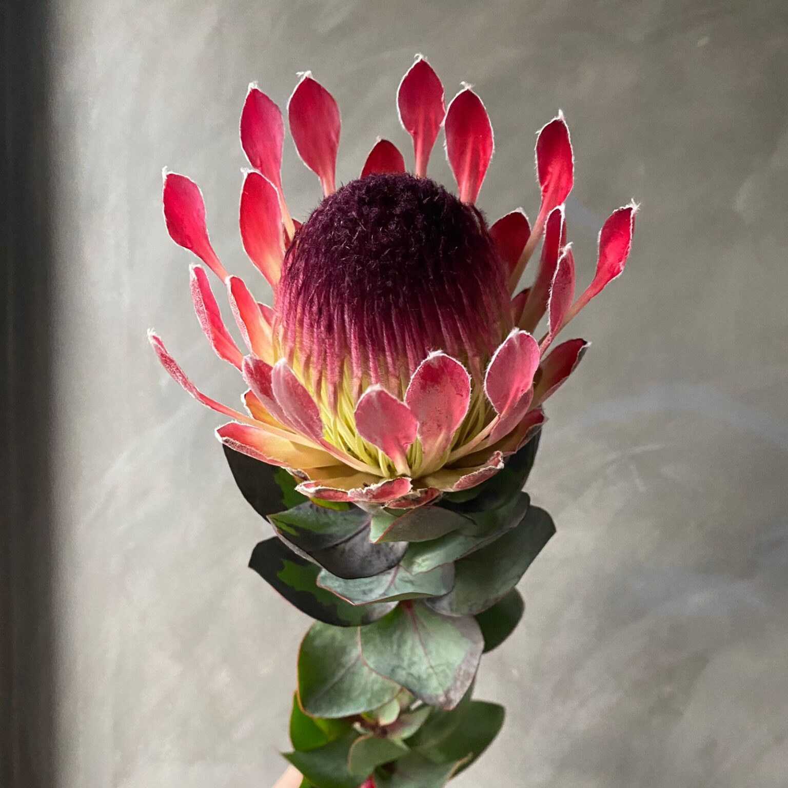 Como Cultivar Protea: Flor Exótica Que Encanta Jardineiros