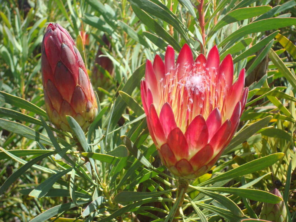 Como Cultivar Protea: Flor Exótica Que Encanta Jardineiros