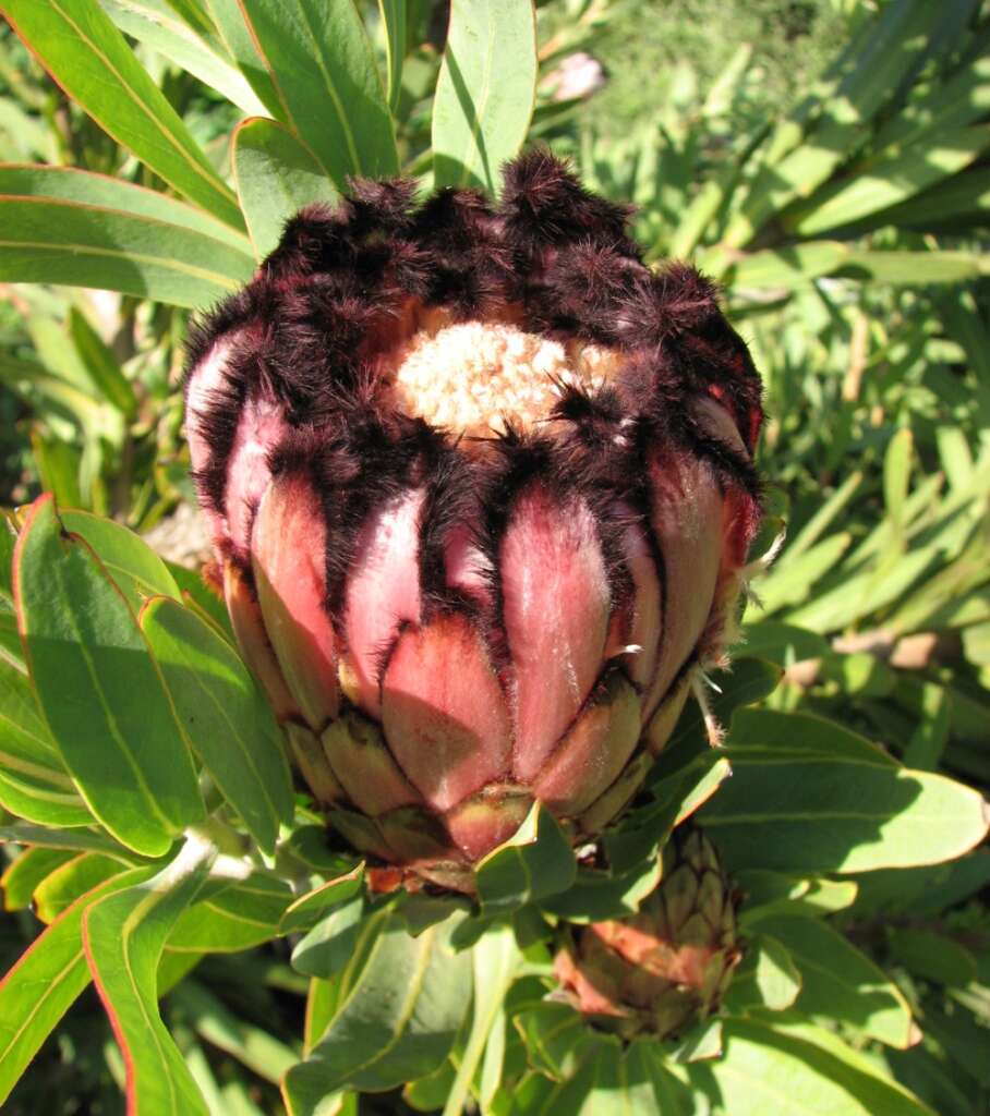 Como Cultivar Protea: Flor Exótica Que Encanta Jardineiros