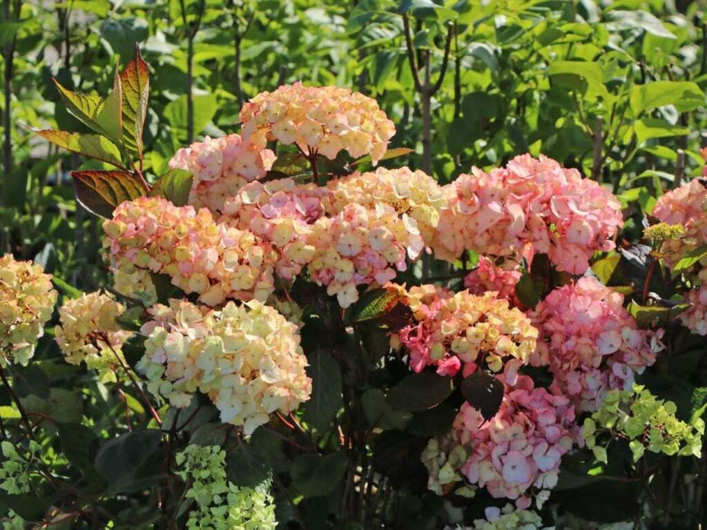 Hydrangea Macrophylla: Beleza E Versatilidade Reveladas
