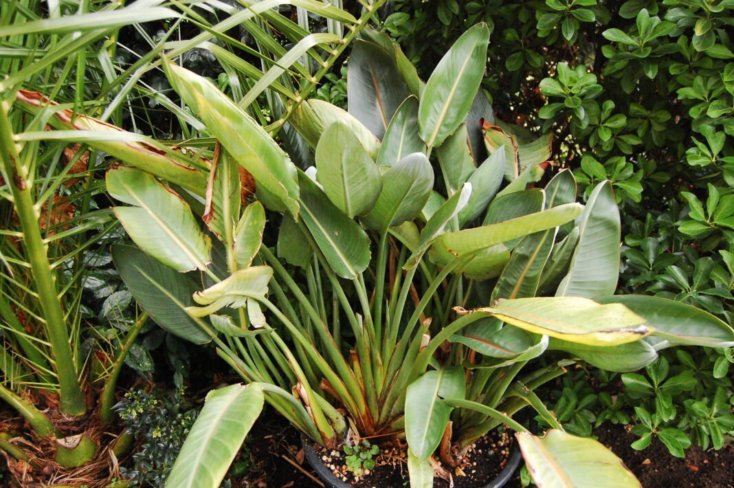 Como Cultivar Estrelícia: Tudo O Que Você Precisa Saber