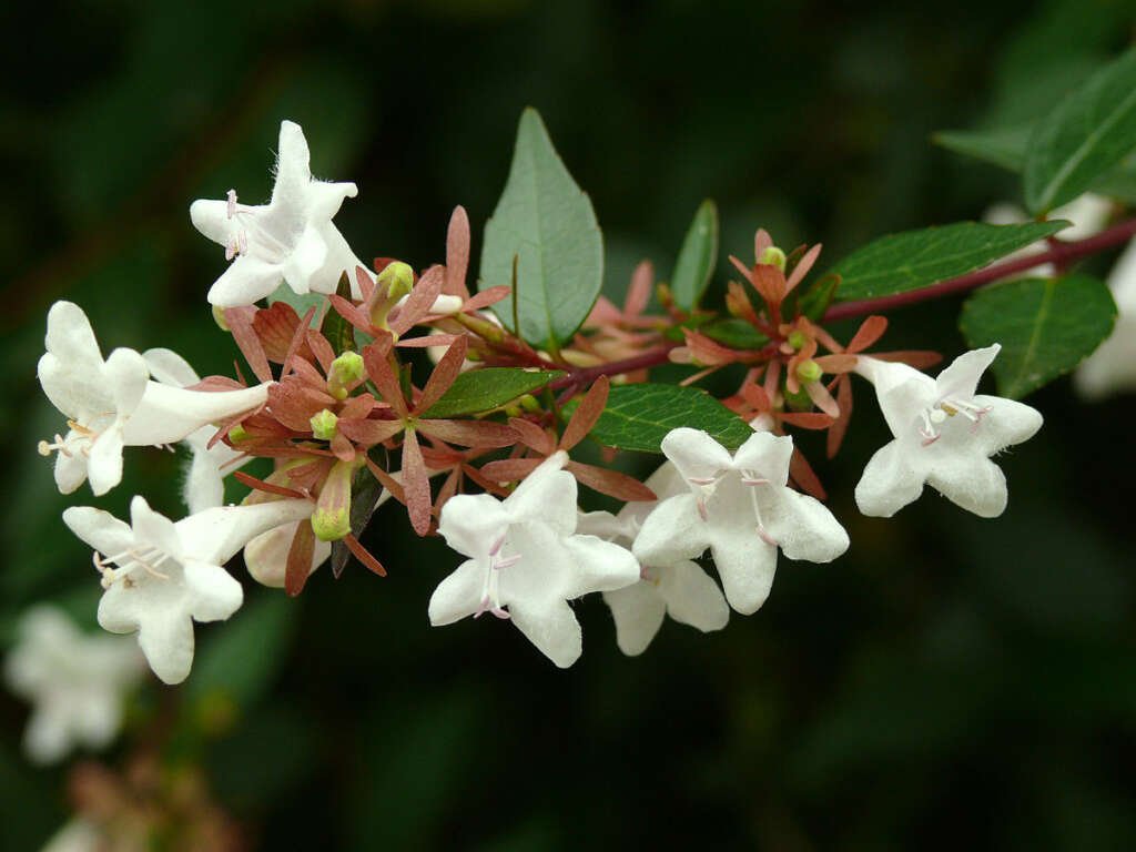 Guia Da Abélia: Cultivo Fácil Para Um Jardim Exuberante