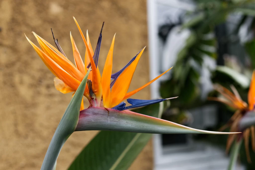 Como Cultivar Estrelícia: Tudo O Que Você Precisa Saber