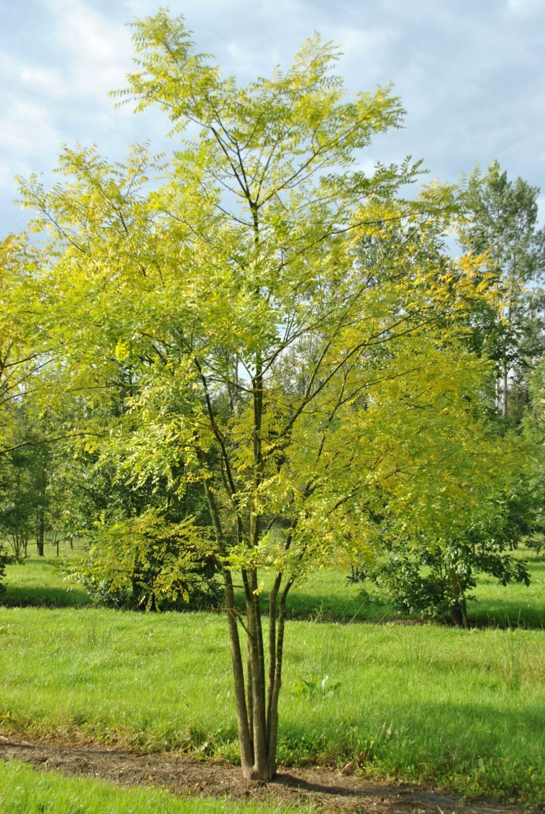 Acácia-do-Japão: Cuidados Essenciais Para Cultivar