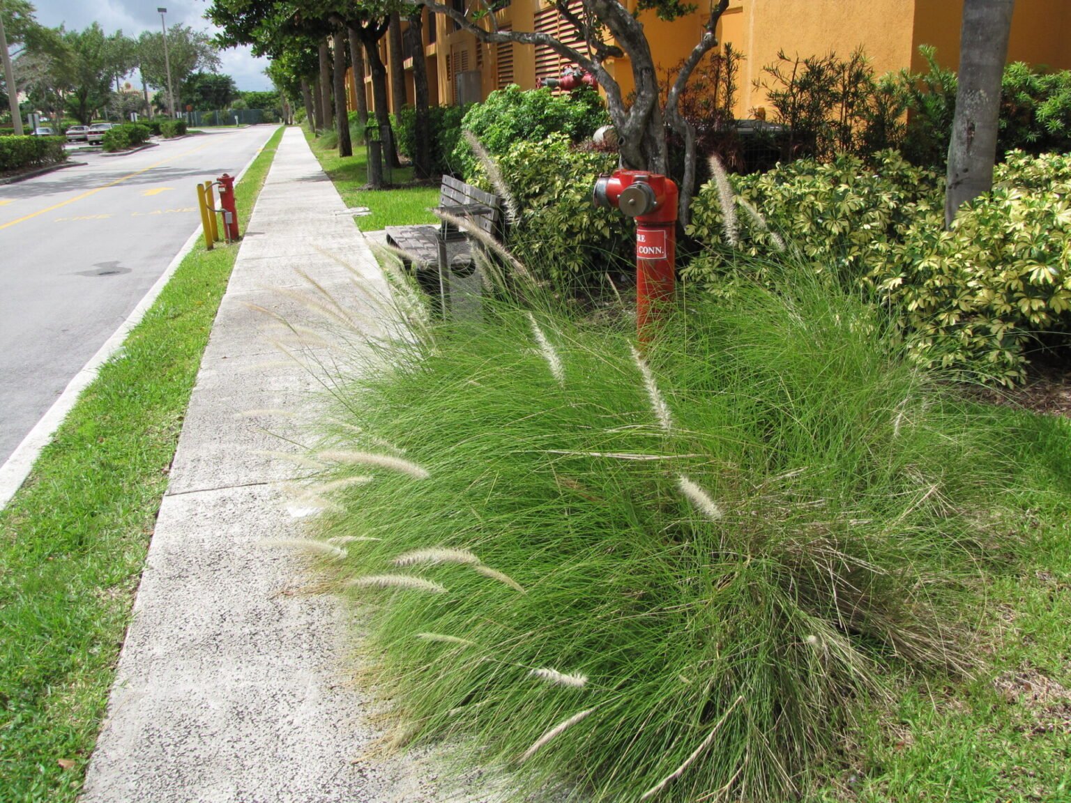 Capim-do-texas: Segredo Para Um Jardim De Baixa Manutenção