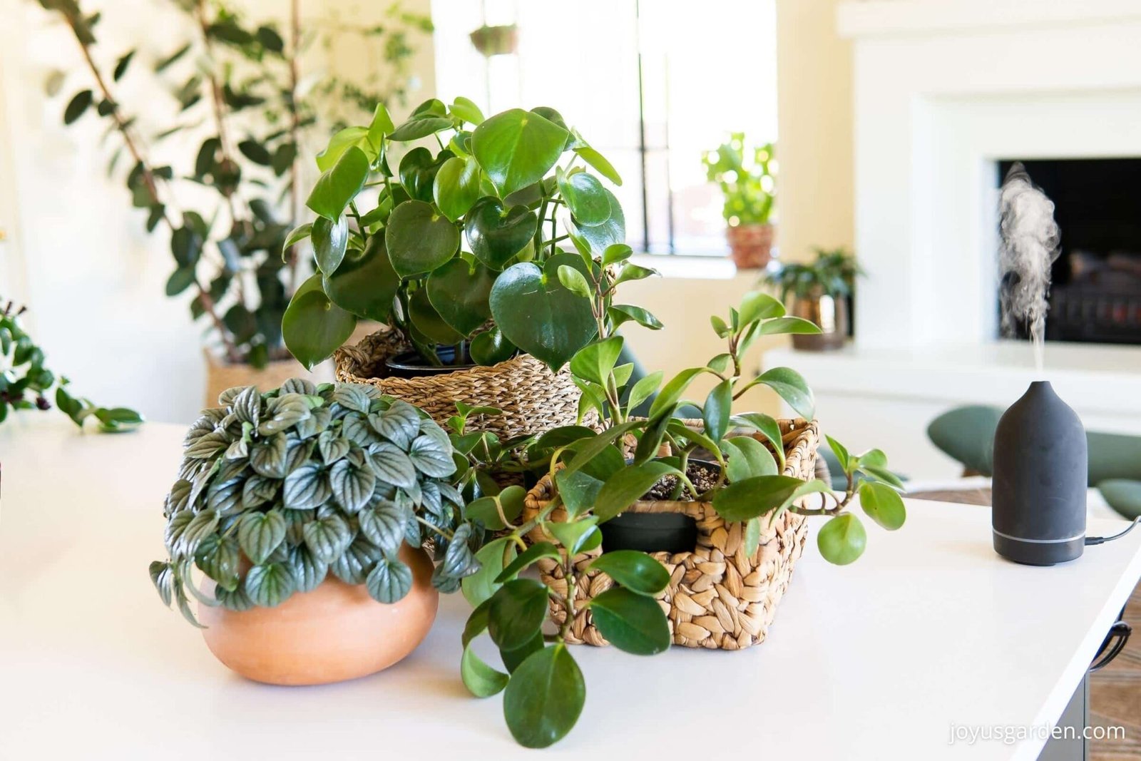 Descubra Por Que A Peperomia Melancia É A Planta Do Momento