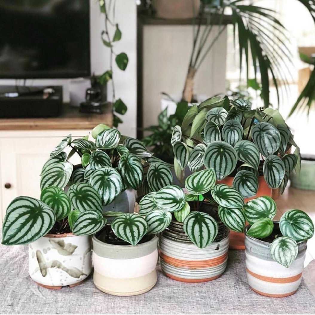 Descubra Por Que A Peperomia Melancia É A Planta Do Momento