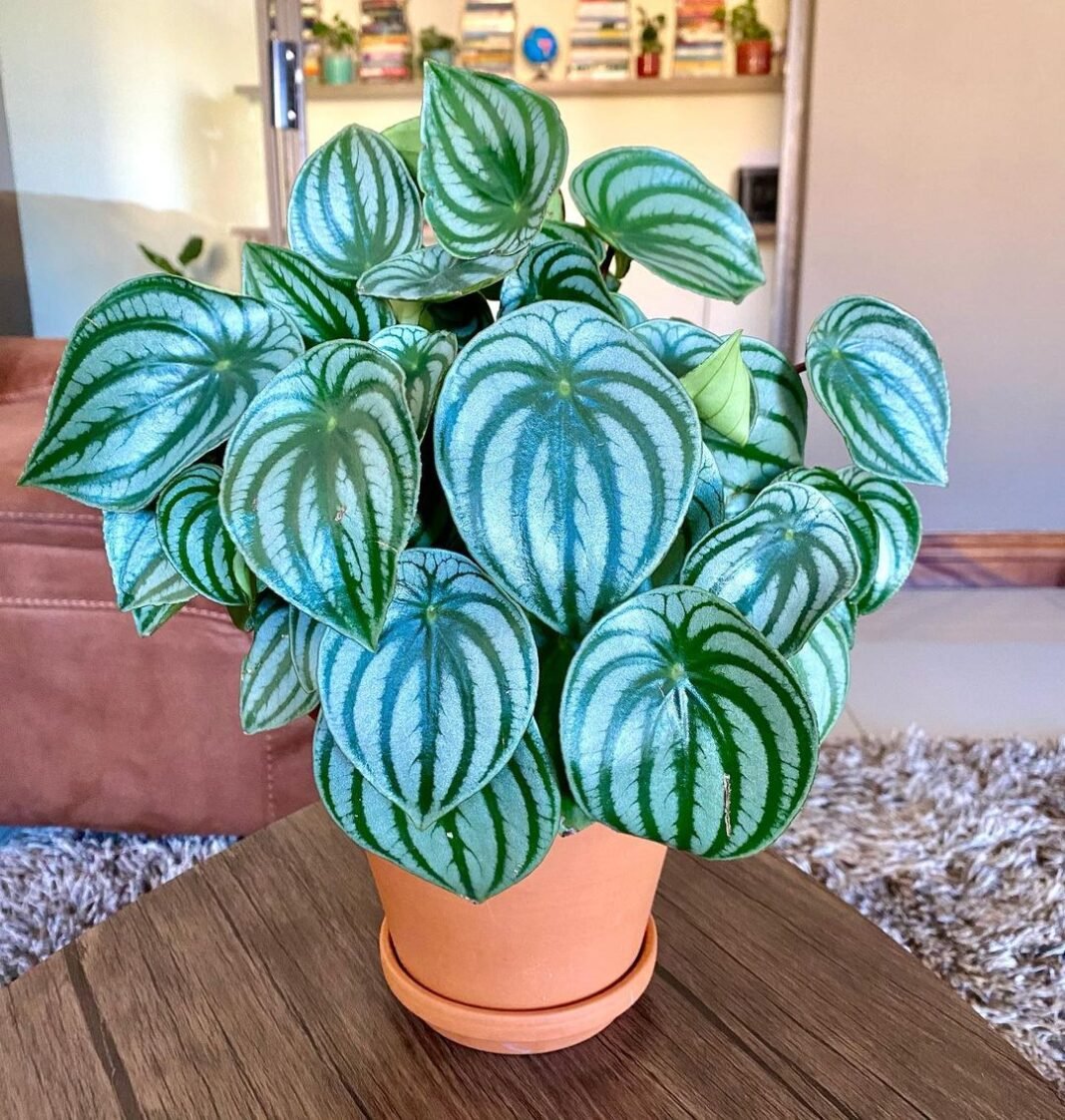 Descubra Por Que A Peperomia Melancia É A Planta Do Momento