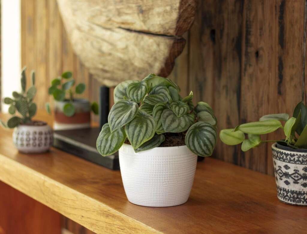 Descubra Por Que A Peperomia Melancia É A Planta Do Momento