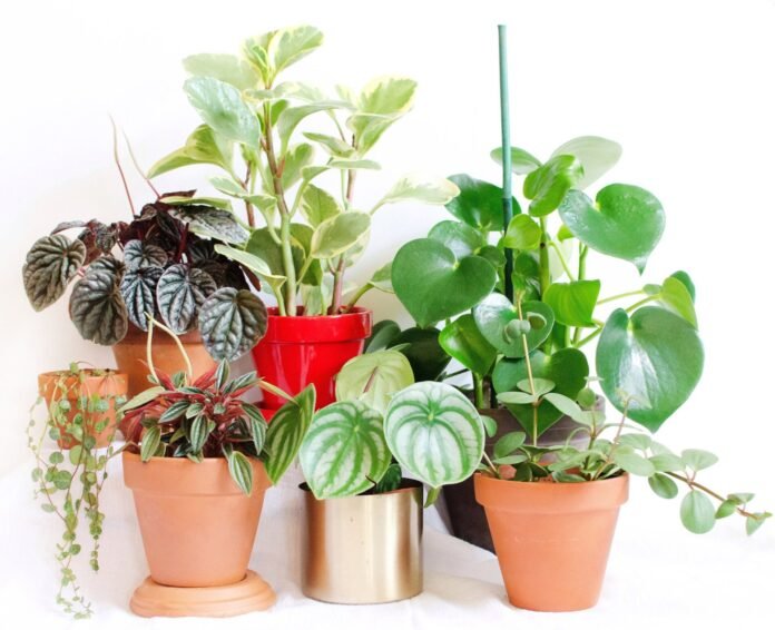 Descubra Por Que A Peperomia Melancia É A Planta Do Momento
