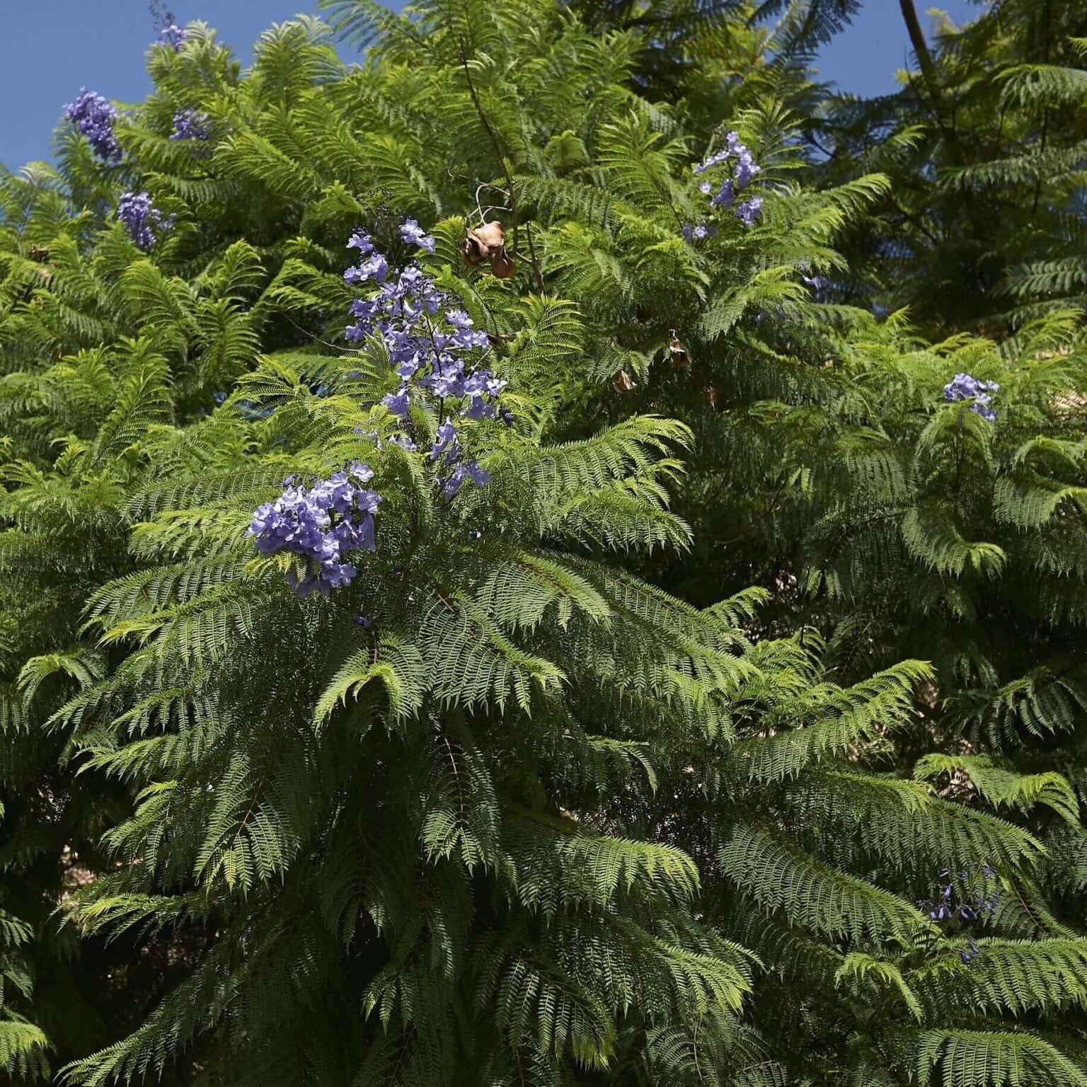Jacarandá: A Pintura Viva Que Transforma Ruas E Paisagens!