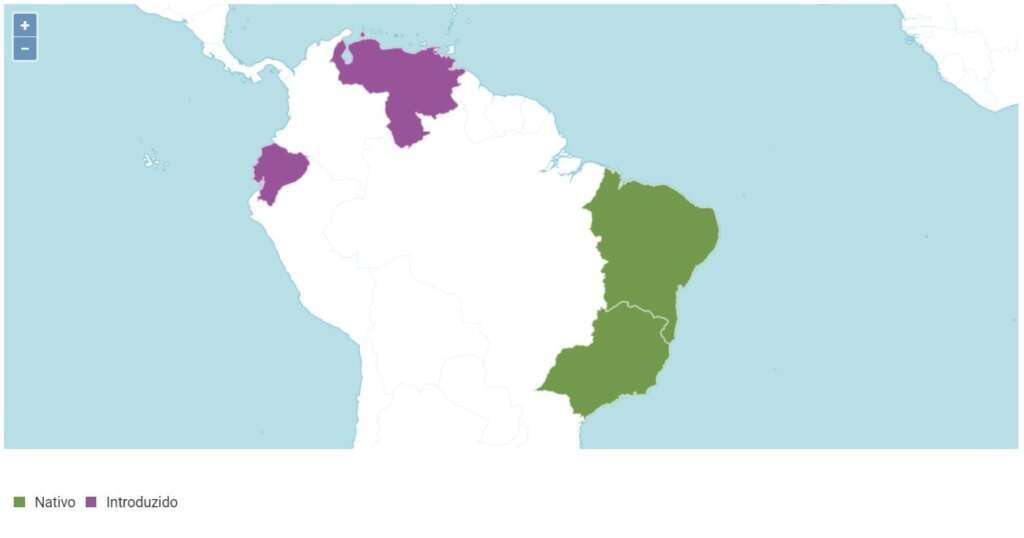 Descubra Por Que A Peperomia Melancia É A Planta Do Momento