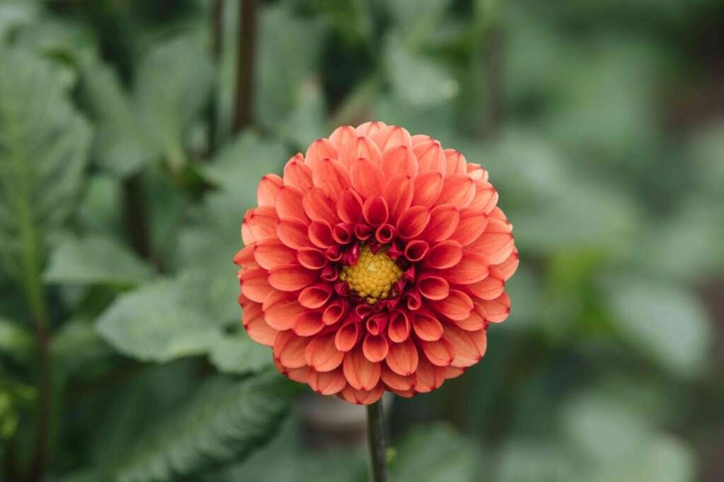Flor Dália: 7 Principais Dicas Para Deixá-la Impecável