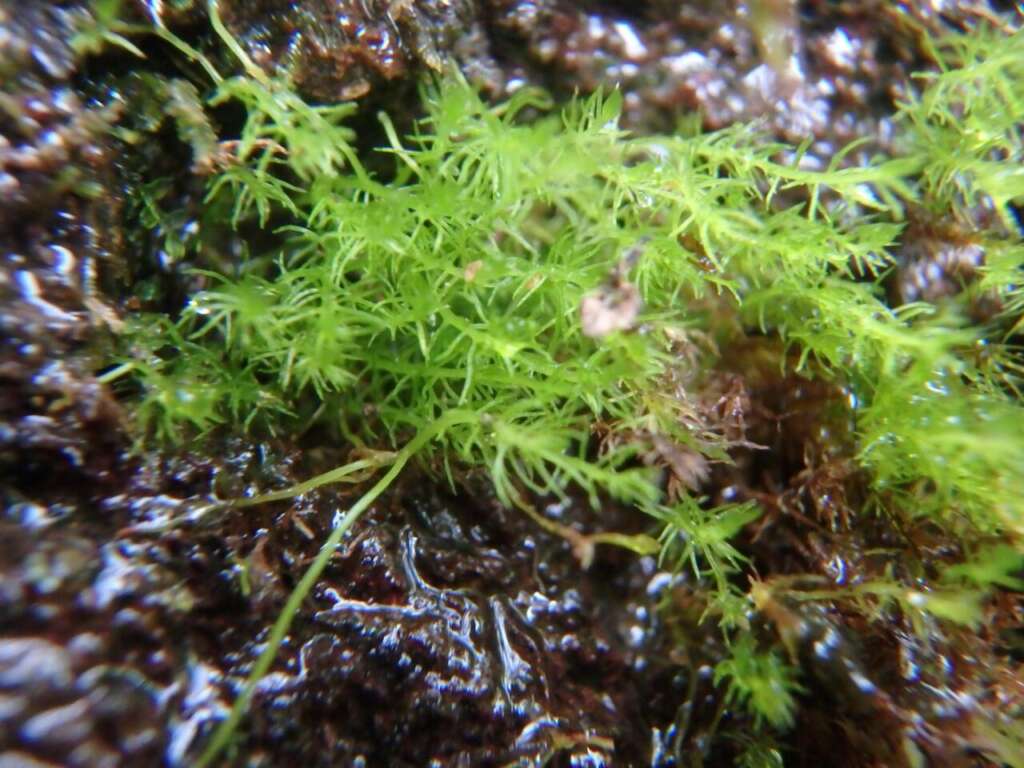 Musgo Takakia: Aquecimento Global Ameaça Elo Pré-histórico