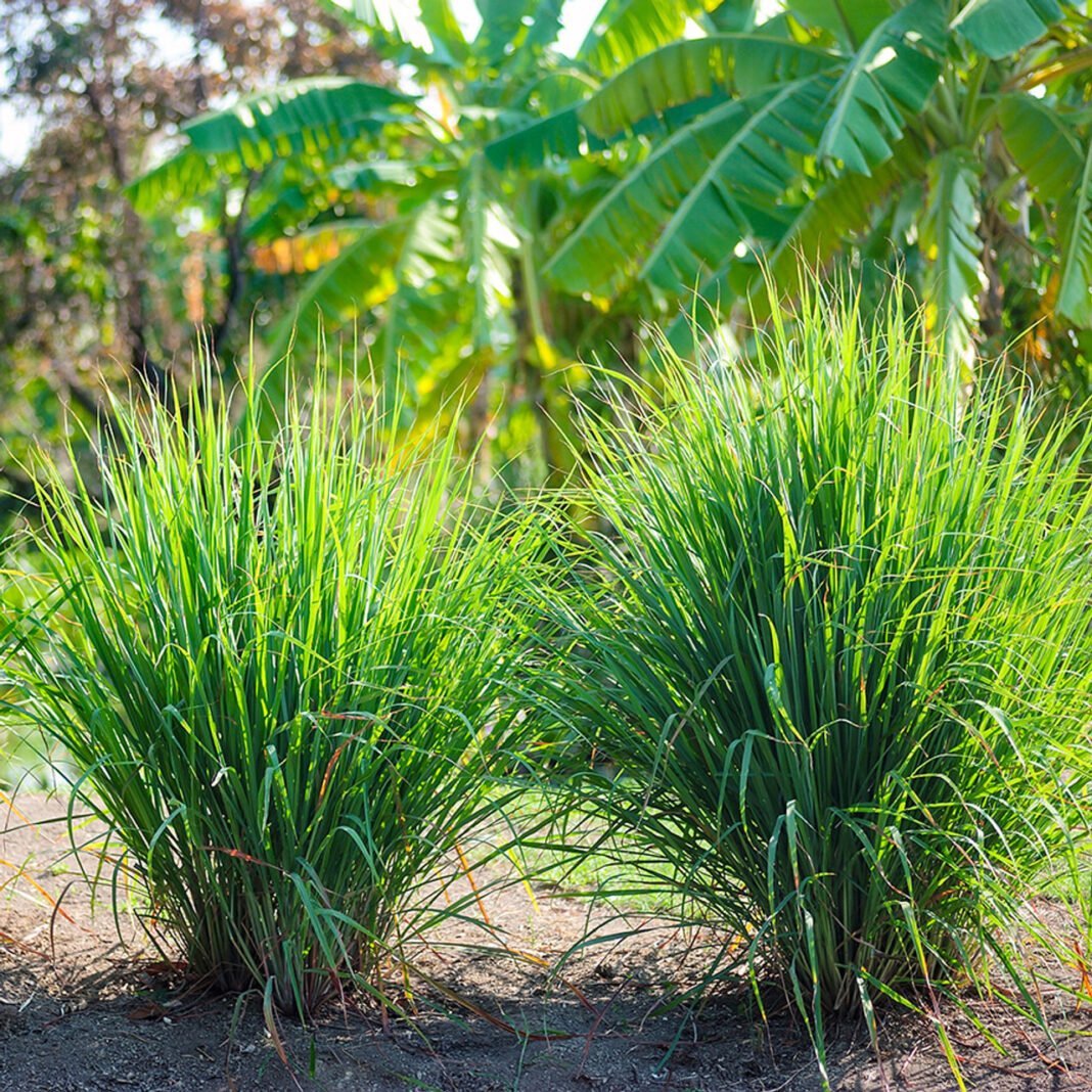 Capim Cidreira: Guia Completo De Cultivo E Cuidados!