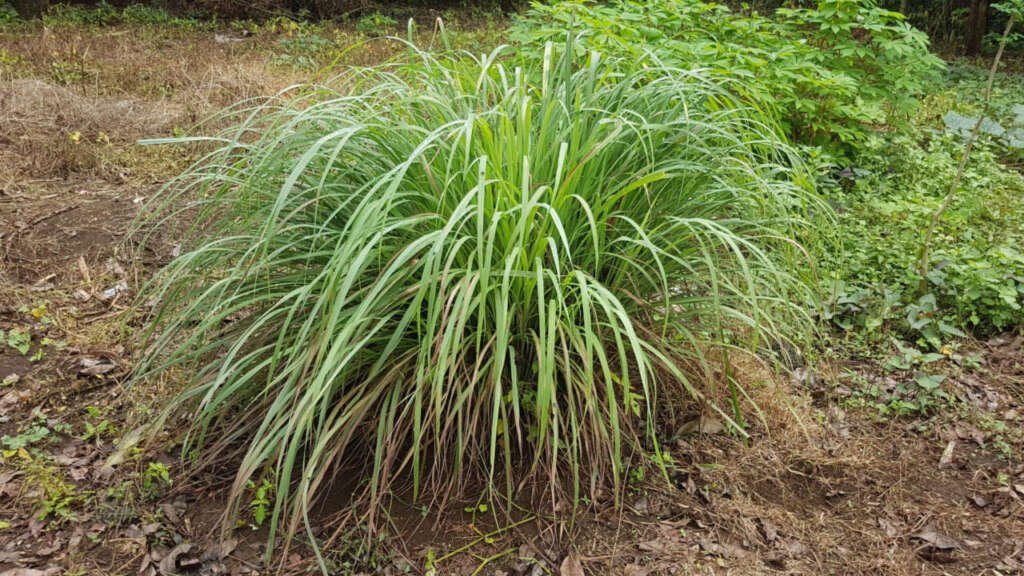 Capim Cidreira: Guia Completo De Cultivo E Cuidados!