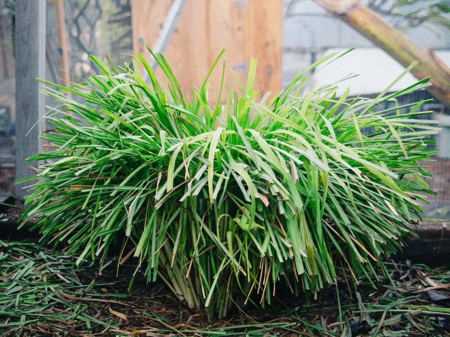 Capim Cidreira: Guia Completo De Cultivo E Cuidados!