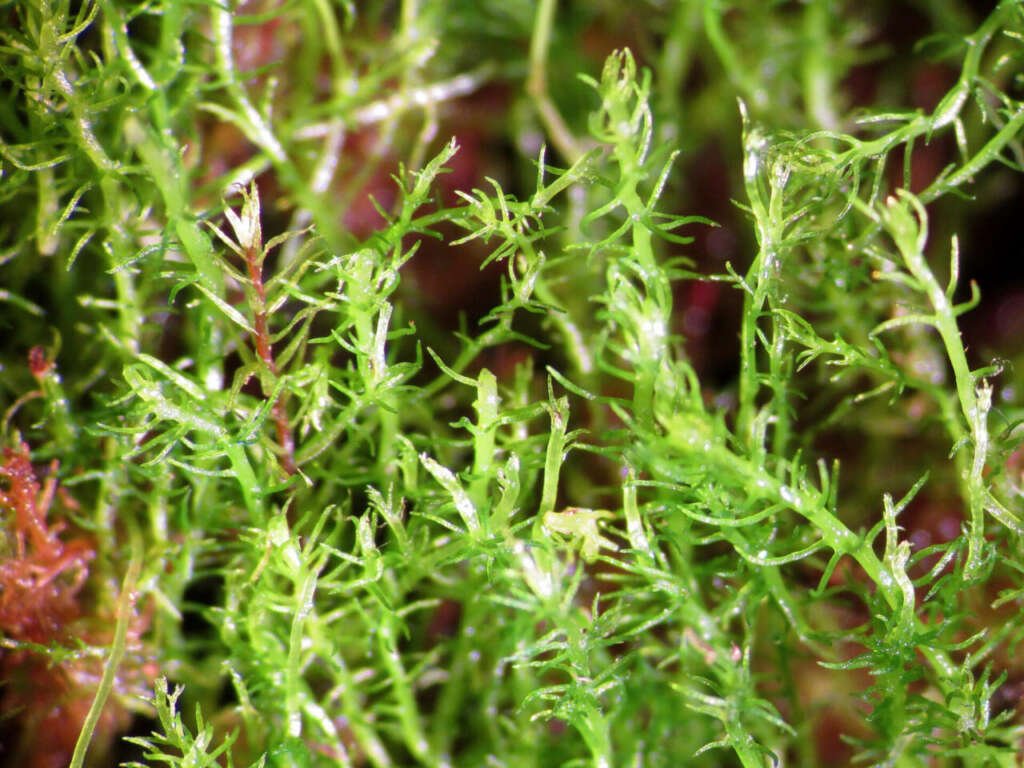 Musgo Takakia: Aquecimento Global Ameaça Elo Pré-histórico