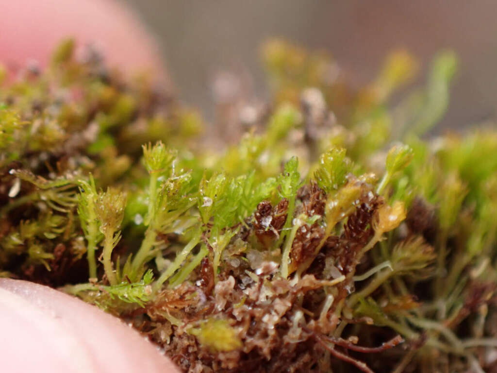 Musgo Takakia: Aquecimento Global Ameaça Elo Pré-histórico