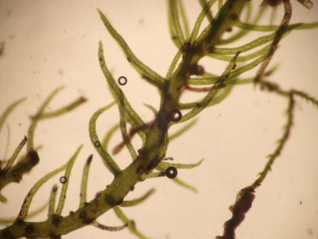 Musgo Takakia: Aquecimento Global Ameaça Elo Pré-histórico