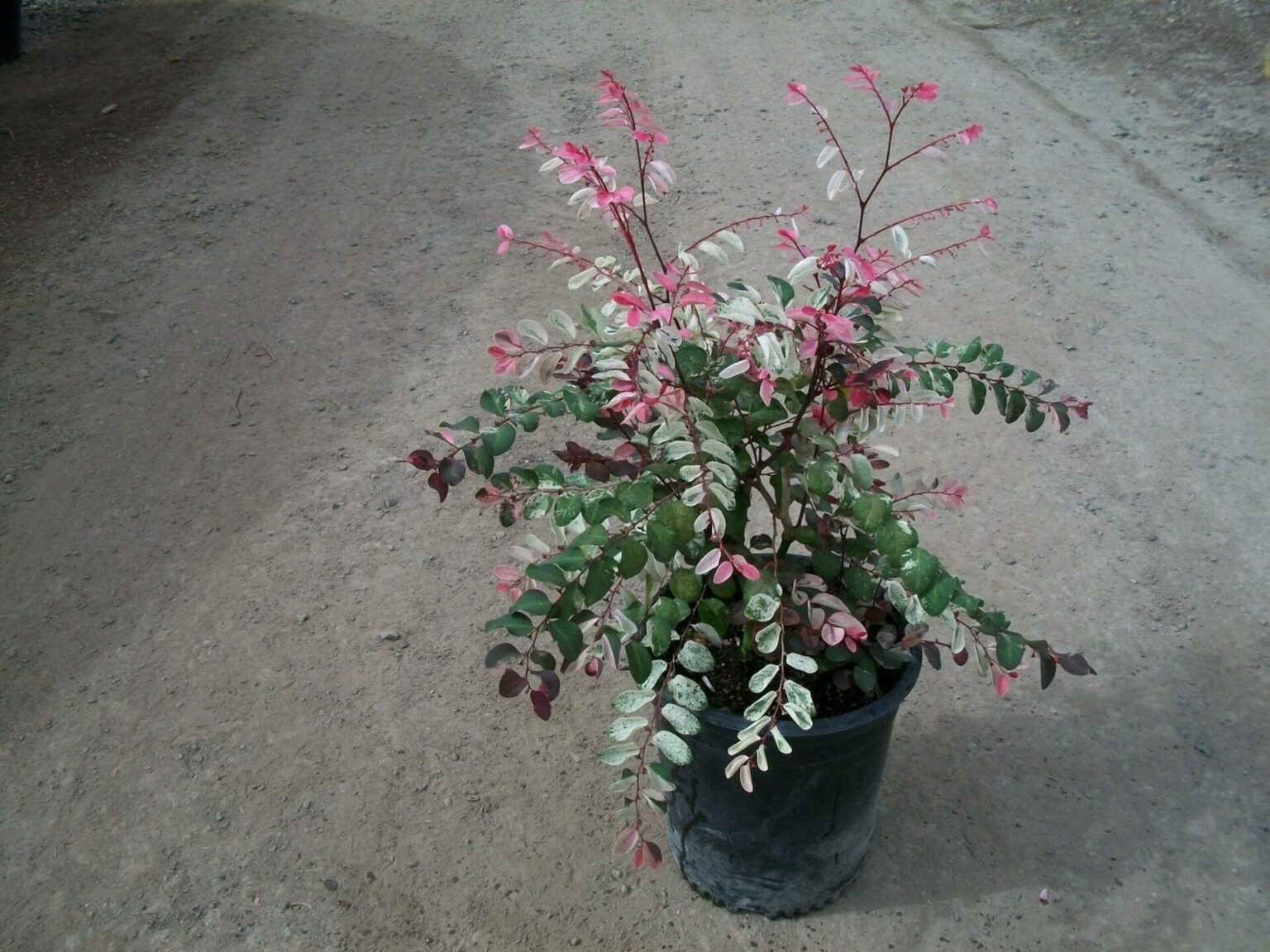 Planta Mil Cores: Como Cultivar Essa Planta Tão Charmosa