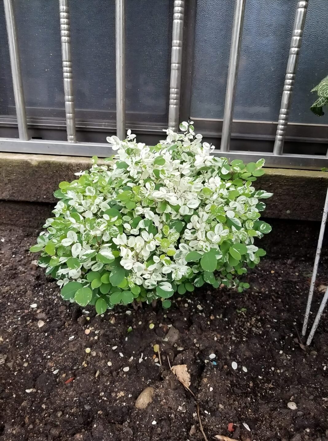Planta Mil Cores: Como Cultivar Essa Planta Tão Charmosa