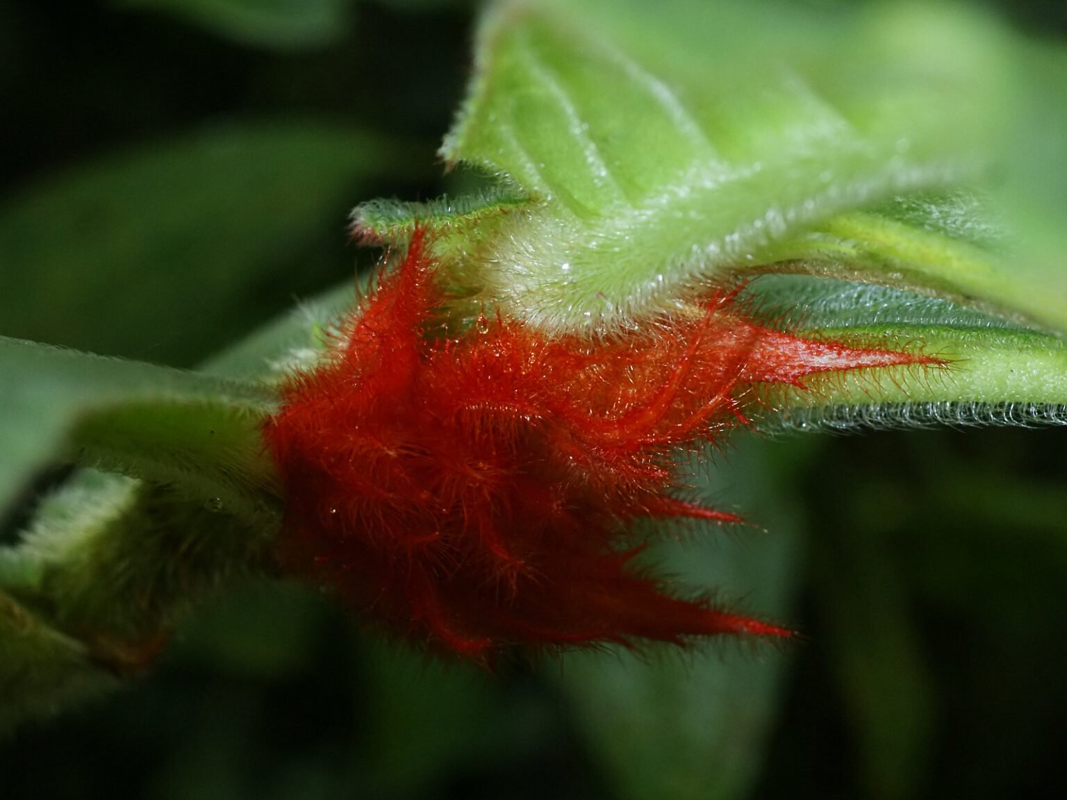 Columéia: Cultivo, Cuidados E 8 Espécies Para Conhecer!