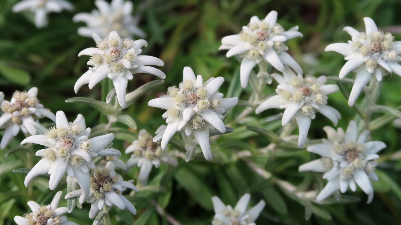 Edelvaisse: Saiba Como Cultivar Essa Flor Encantadora