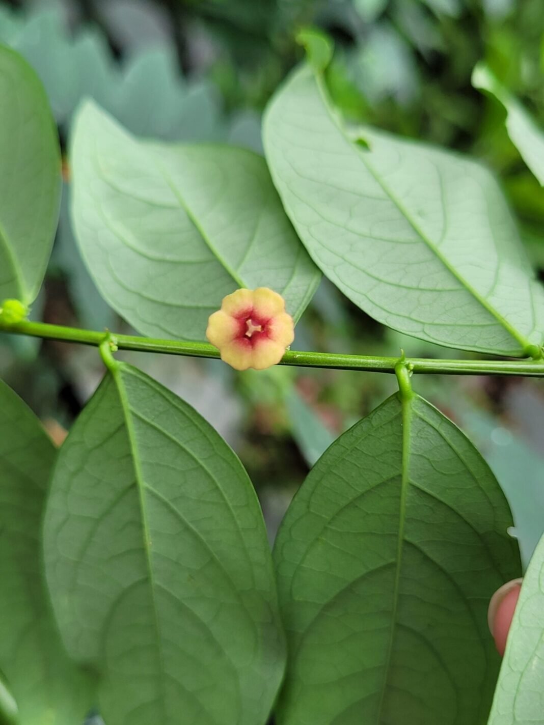 Planta Mil Cores: Como Cultivar Essa Planta Tão Charmosa