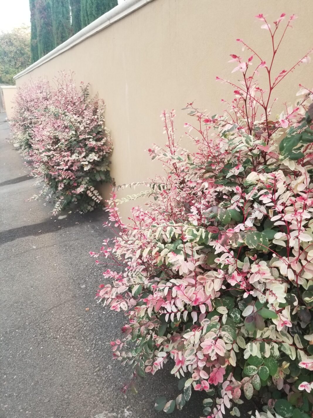 Planta Mil Cores: Como Cultivar Essa Planta Tão Charmosa