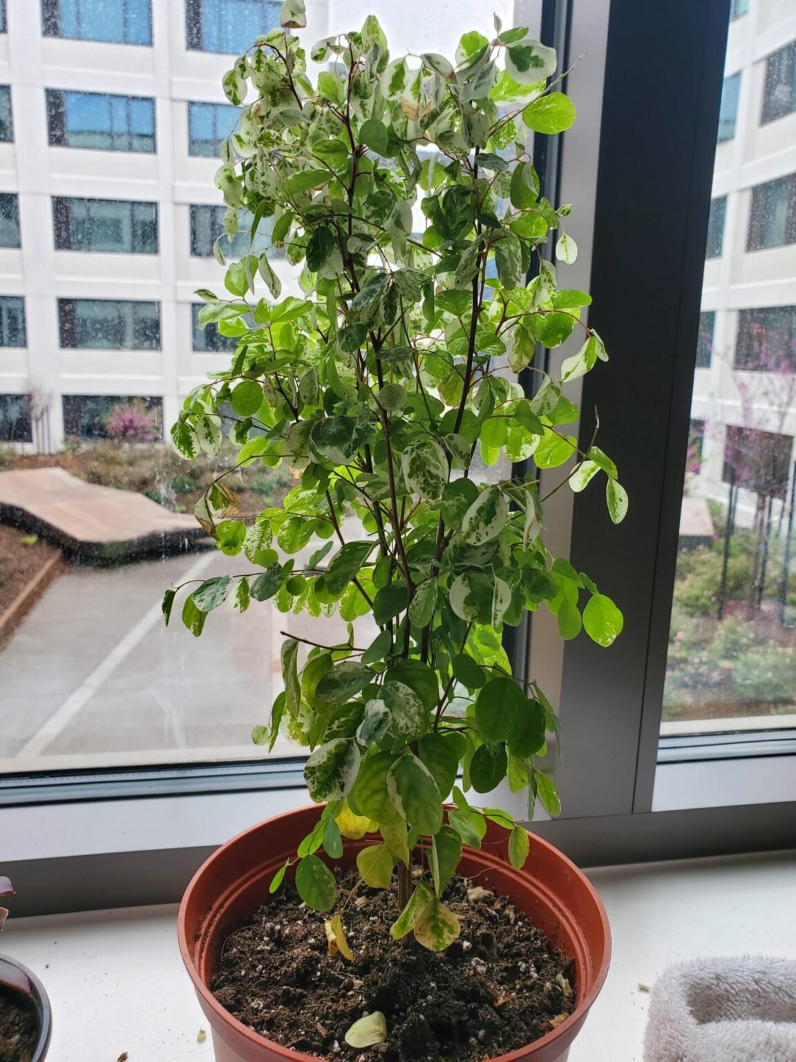 Planta Mil Cores: Como Cultivar Essa Planta Tão Charmosa