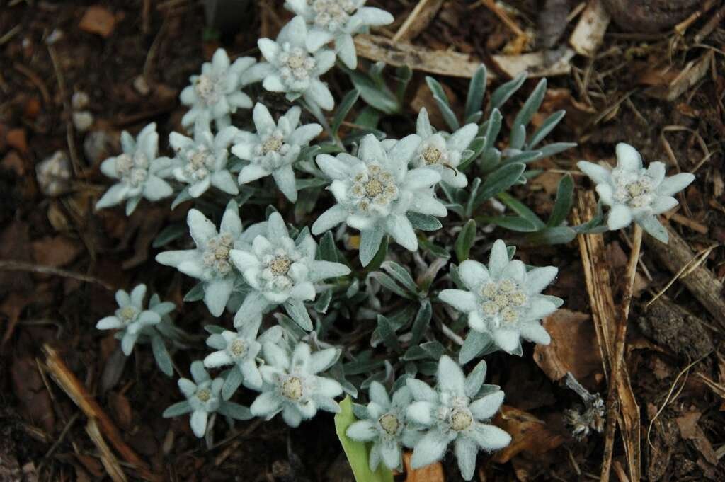 Edelvaisse: Saiba Como Cultivar Essa Flor Encantadora