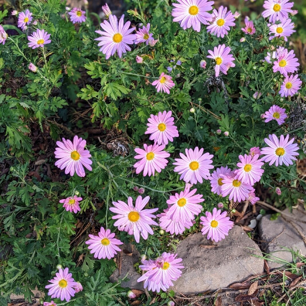 Crisântemos: Tudo O Que Você Precisa Saber Para Cultivar