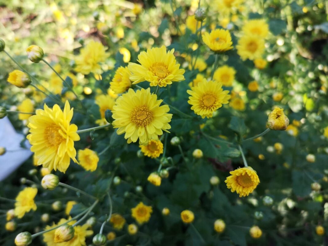 Crisântemos: Tudo O Que Você Precisa Saber Para Cultivar