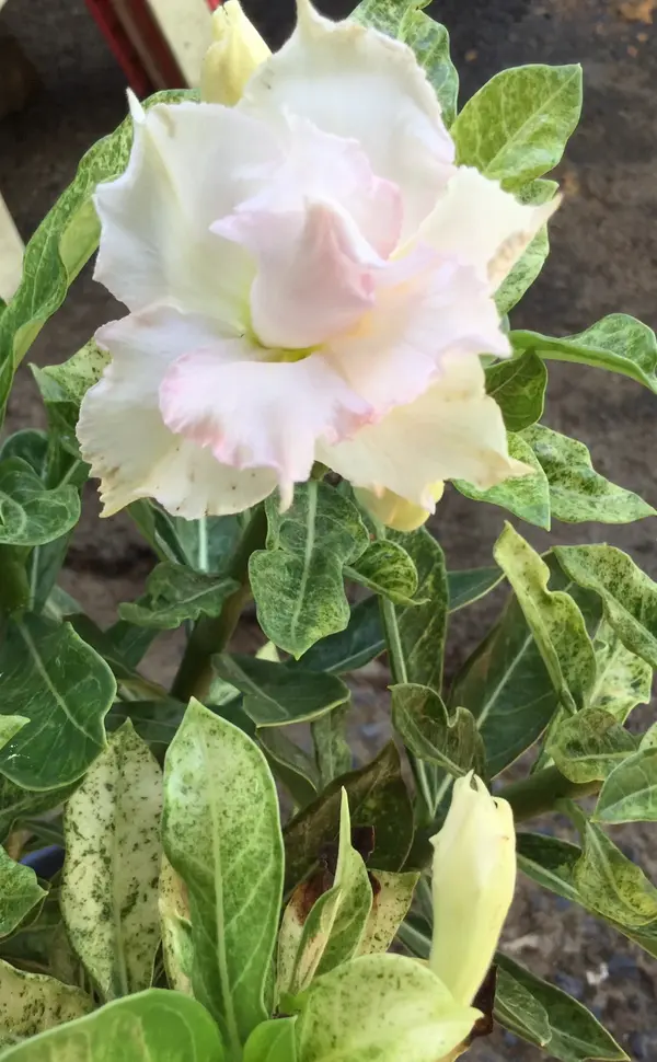 Como Cultivar Rosa Do Deserto: +60 Cores Diferentes