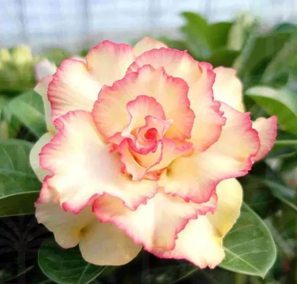 Como Cultivar Rosa Do Deserto: +60 Cores Diferentes