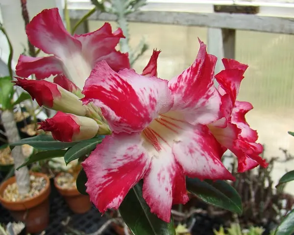 Como Cultivar Rosa Do Deserto: +60 Cores Diferentes