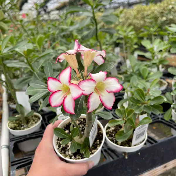 Como Cultivar Rosa Do Deserto: +60 Cores Diferentes
