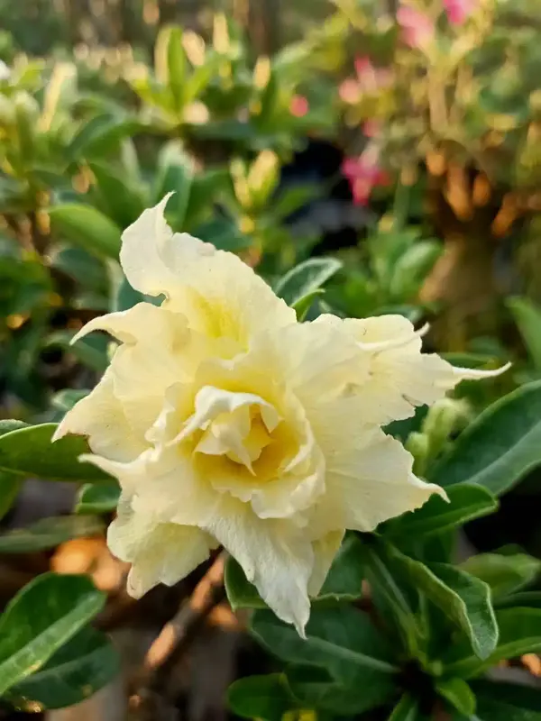 Como Cultivar Rosa Do Deserto: +60 Cores Diferentes