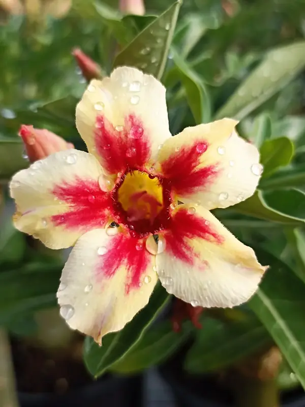 Como Cultivar Rosa Do Deserto: +60 Cores Diferentes