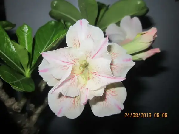 Como Cultivar Rosa Do Deserto: +60 Cores Diferentes